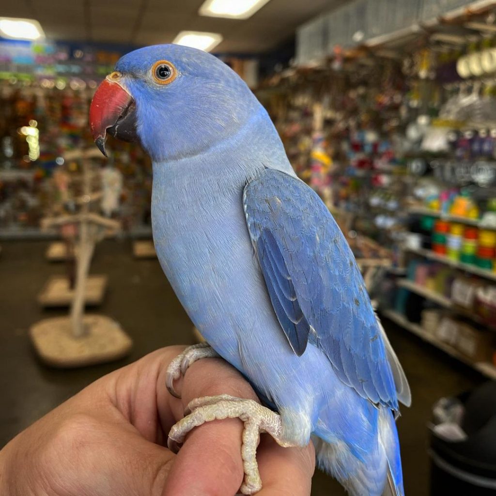 Indian Ringneck parrots for sale ; Buy Indian Ringneck parrot online