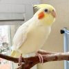 parrots for sale : Adorable parrots for sale