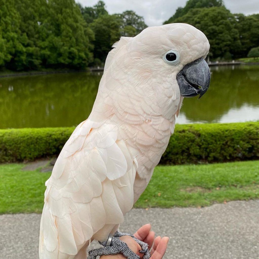 Cockatoo parrot for sale ; Buy Cockatoo parrot online