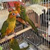 Home - FORESTRY PARROT BREEDER