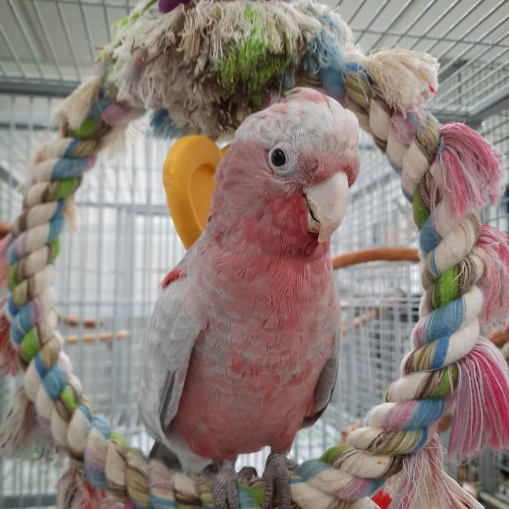 Galah cockatoo for sale : Buy Galah cockatoo