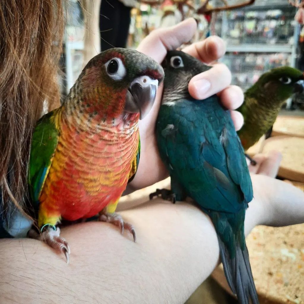 Green-Cheek Conures for Sale : Buy Green-Cheek Conures