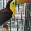 Home - FORESTRY PARROT BREEDER